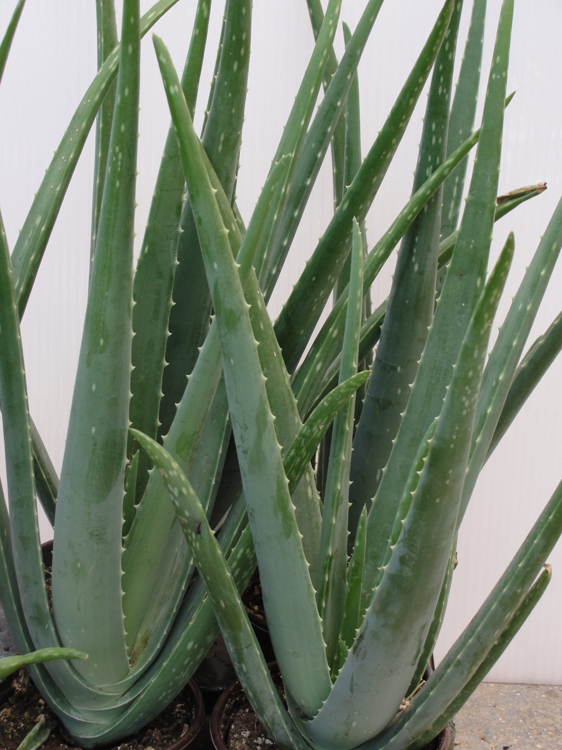 ALOE VERA (ΑΛΟΗ) – Φυτώριο Αμαδρυάς